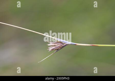 Feather Sedge (Ptilothrix deusta) Plantae Stock Photo - Alamy