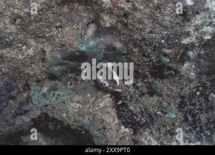 Lynx Cowry (Lyncina lynx) Mollusca Stock Photo - Alamy