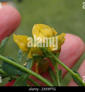 Rattlepods (Crotalaria) Plantae Stock Photo - Alamy