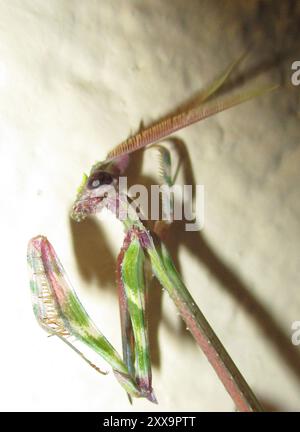 Conehead Mantises (Empusa) Insecta Stock Photo - Alamy