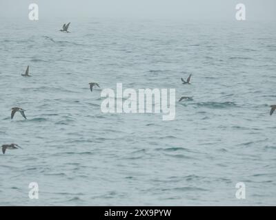 Hutton's Shearwater (Puffinus huttoni) Aves Stock Photo - Alamy