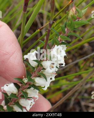 Common Heath (Epacris impressa) Plantae Stock Photo - Alamy