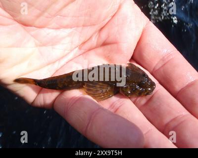 Mottled Sculpin (Cottus bairdii) Actinopterygii Stock Photo - Alamy