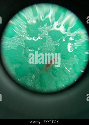 Acalyptrate Flies (Acalyptratae) Insecta Stock Photo - Alamy