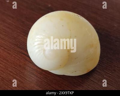 Colorful Moon Snail (Naticarius canrena) Mollusca Stock Photo - Alamy