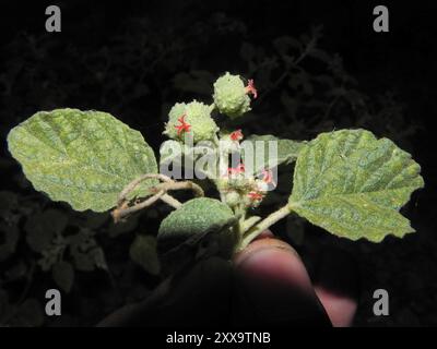 Suryavarti (Chrozophora rottleri) Plantae Stock Photo - Alamy