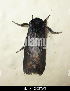 Lily Borer (Brithys crini) Insecta Stock Photo - Alamy