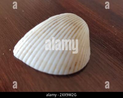 Atlantic strawberry cockle (Americardia media) Mollusca Stock Photo - Alamy
