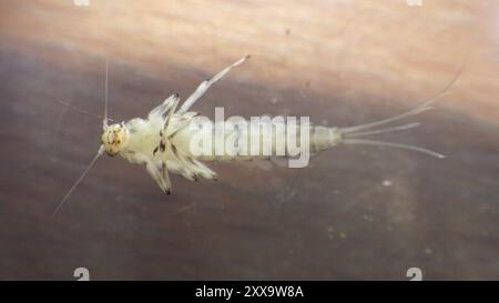 Blue-winged Olives (Baetis), Insecta, River Road, Missoula, MT, USA ...