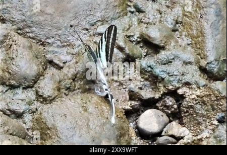 Four-barred Swordtail (Protographium leosthenes) Insecta Stock Photo - Alamy
