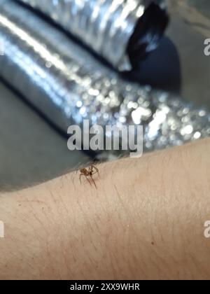 House Spiders (Badumna) Arachnida Stock Photo - Alamy