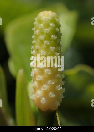 Lolot Pepper (Piper sarmentosum) Plantae Stock Photo - Alamy