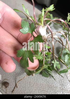 Early Buttercup (Ranunculus fascicularis) Plantae Stock Photo - Alamy