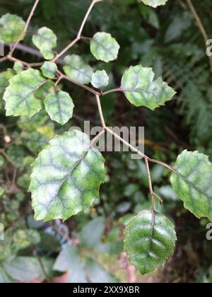 Marble leaf (Carpodetus serratus), Plantae, Kauri Park neighbourhood ...