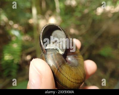(Powelliphanta gilliesi) Mollusca Stock Photo - Alamy