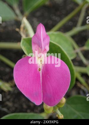 Beach Bean (Canavalia rosea) Plantae Stock Photo - Alamy