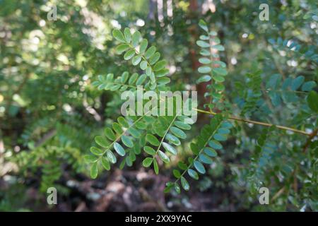 Koa (Acacia koa) Plantae Stock Photo - Alamy