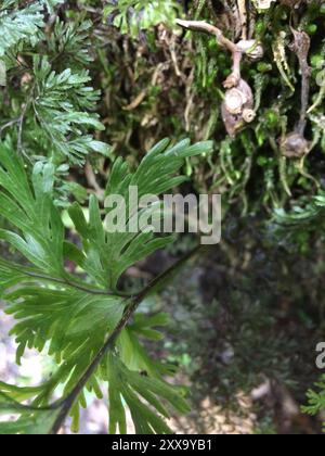 matua mauku (Hymenophyllum dilatatum) Plantae Stock Photo - Alamy