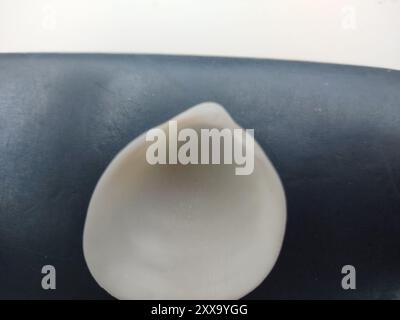 Common Egg Cockle (Laevicardium serratum) Mollusca Stock Photo - Alamy