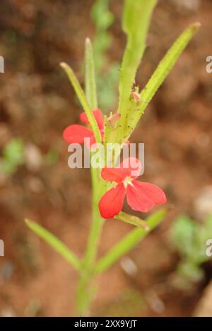 Witchweed (Striga asiatica) Plantae Stock Photo - Alamy