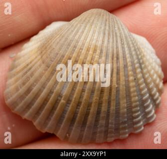 Incongruous Ark (Anadara brasiliana), Mollusca, Wassaw Island beach, GA ...