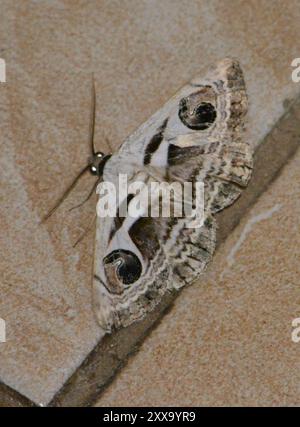 Faint Owl Moth (Cometaster pyrula) Insecta Stock Photo - Alamy