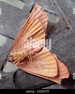 Small Twisted-Moth (Onycodes traumataria), Insecta, Hobart TAS ...