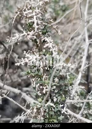 Burrobush (Ambrosia dumosa) Plantae Stock Photo - Alamy