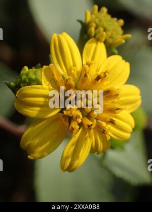 sea daisy (Wollastonia biflora) Plantae Stock Photo - Alamy