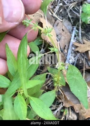 Pennsylvania pellitory (Parietaria pensylvanica) Plantae Stock Photo ...