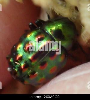 (Notolioon gemmatus) Insecta Stock Photo - Alamy