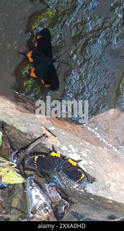 (Barbicornis basilis) Insecta Stock Photo - Alamy