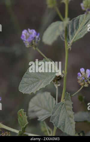 (Cullen corylifolium) Plantae Stock Photo - Alamy