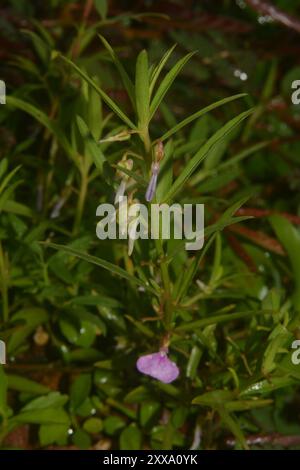 Spade Flower (Pigea enneasperma) Plantae Stock Photo - Alamy