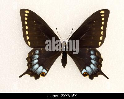 Indra Swallowtail (Papilio indra) Insecta Stock Photo - Alamy
