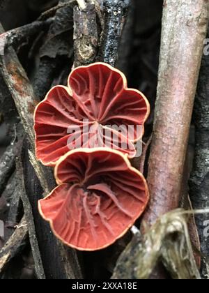 Orange Fan (Anthracophyllum archeri Stock Photo - Alamy