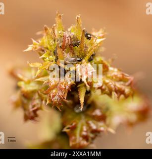(Neuroterus quercicola) Insecta Stock Photo - Alamy