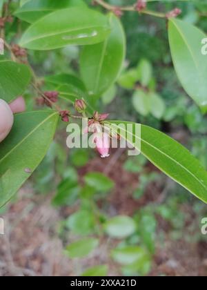 fetterbush lyonia (Lyonia lucida) Plantae Stock Photo - Alamy