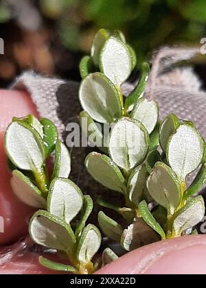 (Olearia nummulariifolia) Plantae Stock Photo - Alamy