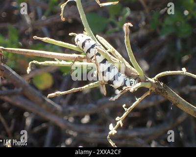 Roseate Emperor (Eochroa trimenii) Insecta Stock Photo - Alamy