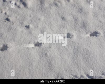 Even-toed Ungulates and Cetaceans (Artiodactyla) Mammalia Stock Photo ...