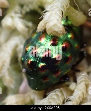 (Notolioon gemmatus) Insecta Stock Photo - Alamy