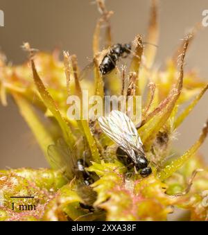 (Neuroterus quercicola) Insecta Stock Photo - Alamy
