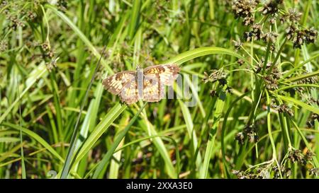 Harris's Checkerspot (Chlosyne harrisii), Insecta, Champlain, Québec ...