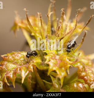 (Neuroterus quercicola) Insecta Stock Photo - Alamy