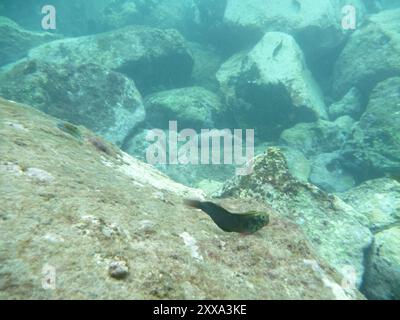 East Atlantic Redlip Blenny (Ophioblennius atlanticus) Actinopterygii ...