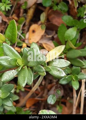 (Forstera tenella) Plantae Stock Photo - Alamy