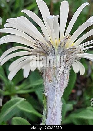 Cotton daisy (Celmisia spectabilis) Plantae Stock Photo - Alamy