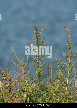 Herbaceous Seepweed (Suaeda maritima) Plantae Stock Photo - Alamy