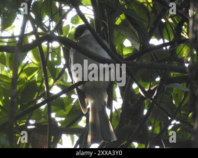 Chestnut Bulbul (Hemixos castanonotus) Aves Stock Photo - Alamy